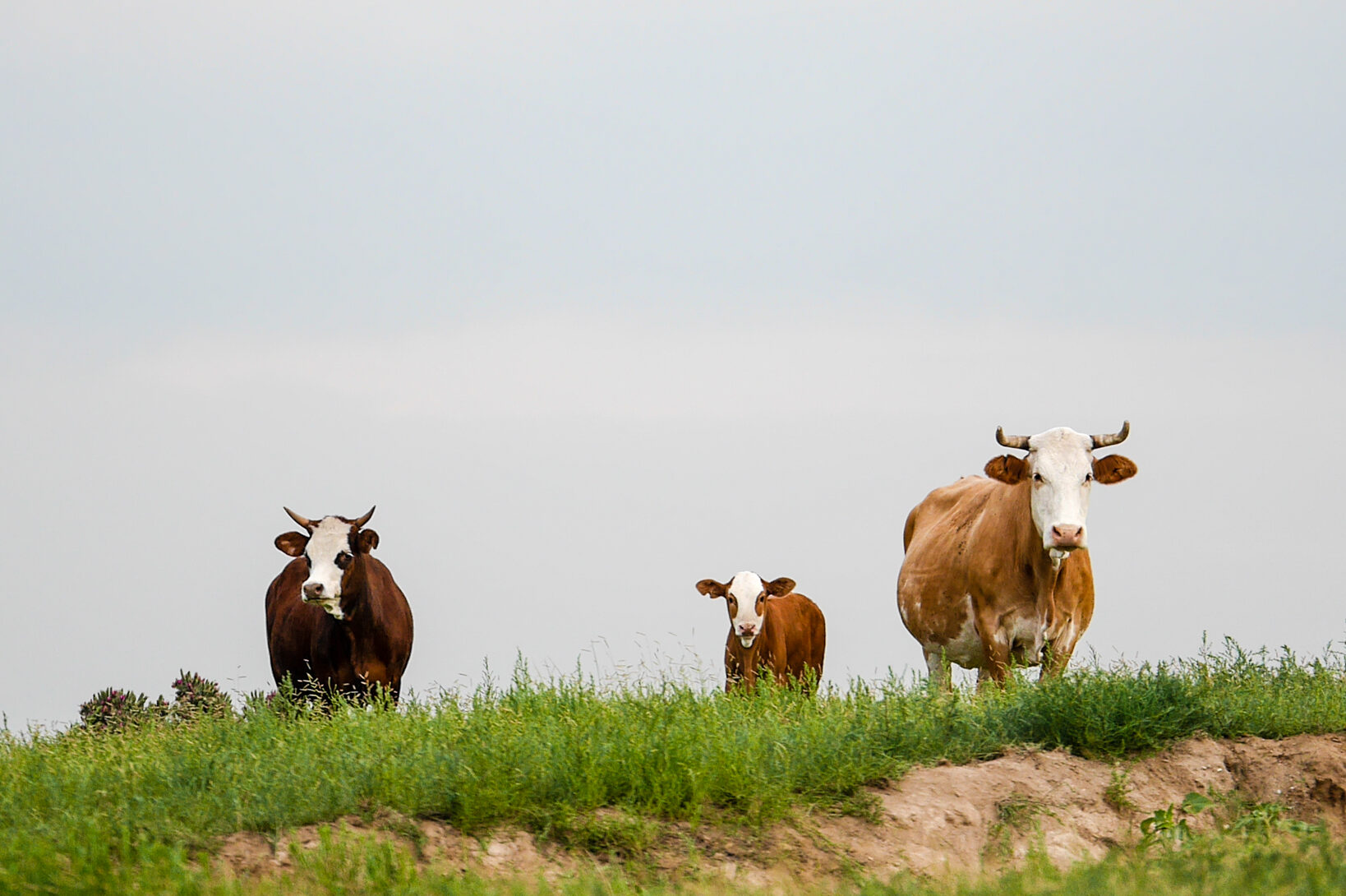 Our Cattle Management Practices – Ranchlands