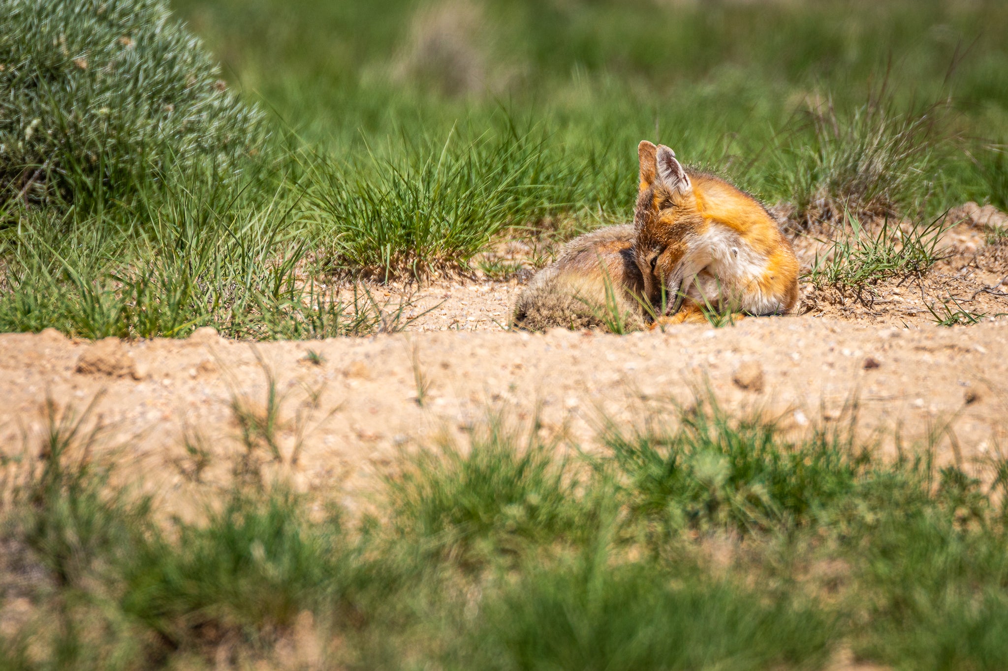 The Elusive Swift Fox: The Mystery of the Long Tailings – Ranchlands