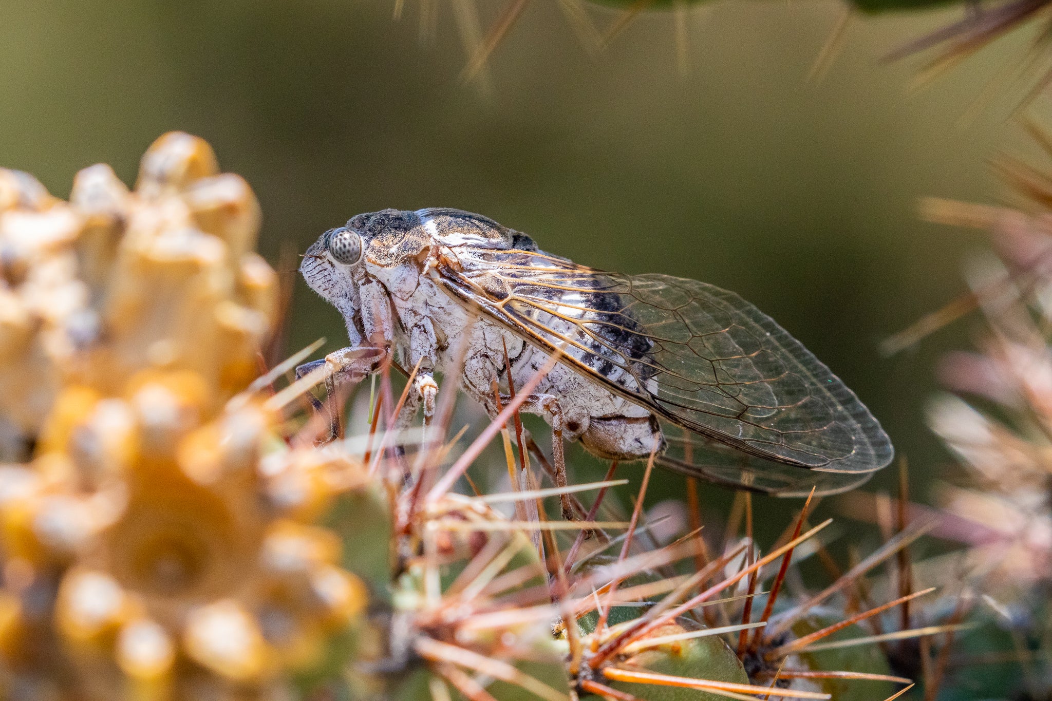 Chico Chicharras – Ranchlands