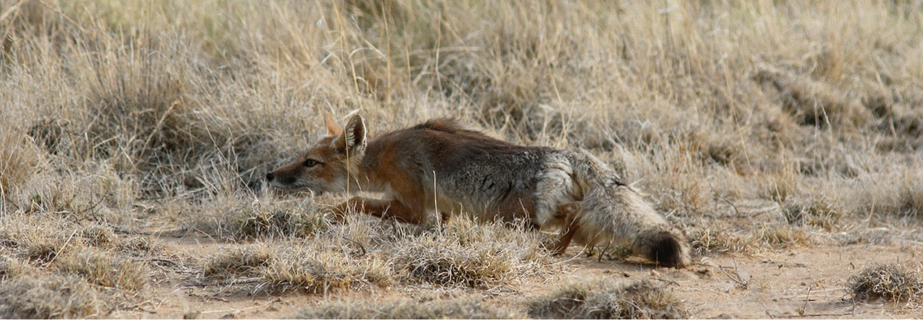Swift Fox on the Hunt – Ranchlands