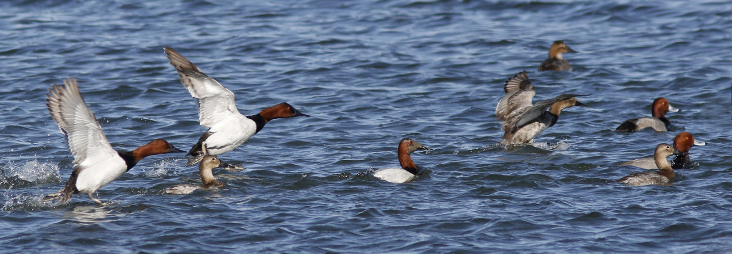 King of the Ducks – Ranchlands