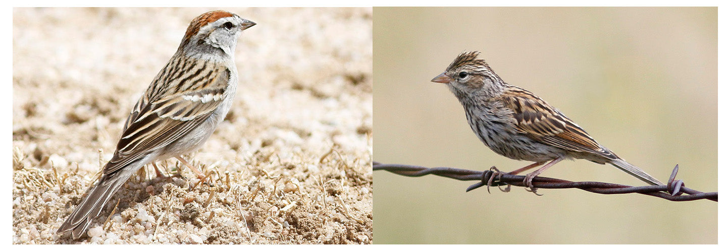 Then They Go and Change Their Plumage – Ranchlands