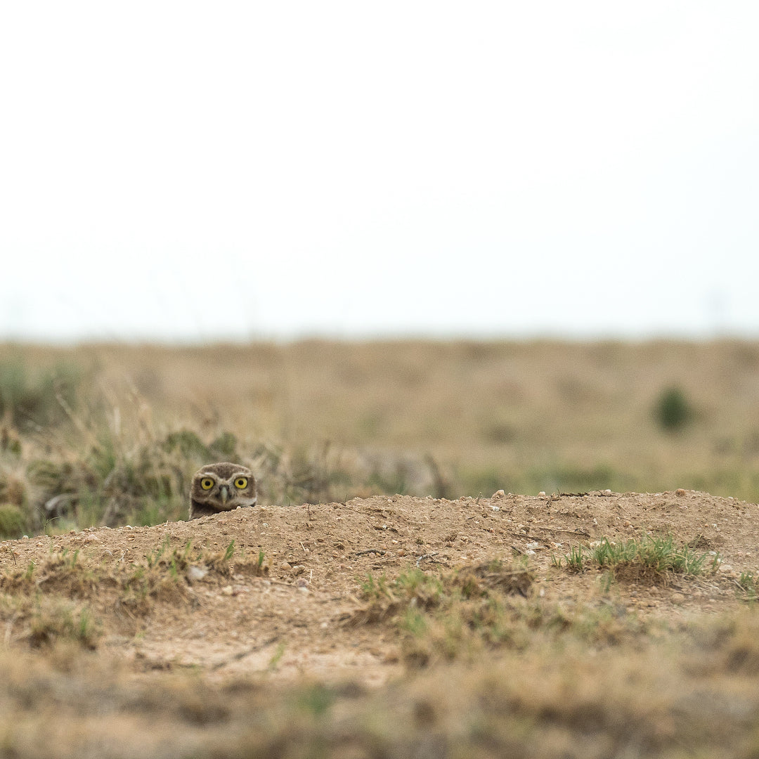 The Hidden Prairie – Ranchlands