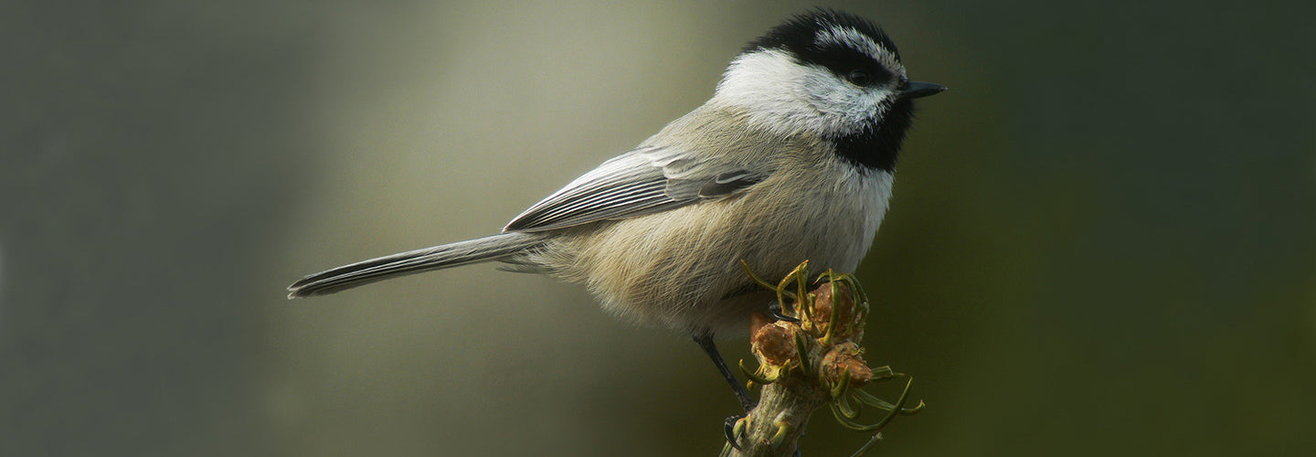 Mountain Birds on the Chico – Ranchlands