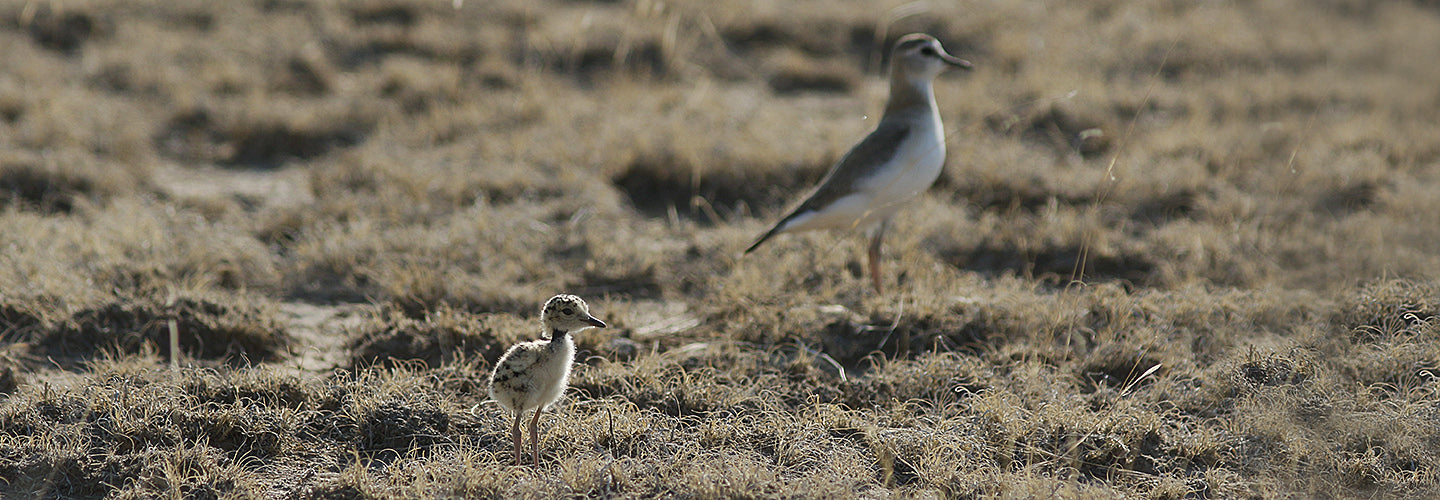 Mountain Plover Chicks – Ranchlands