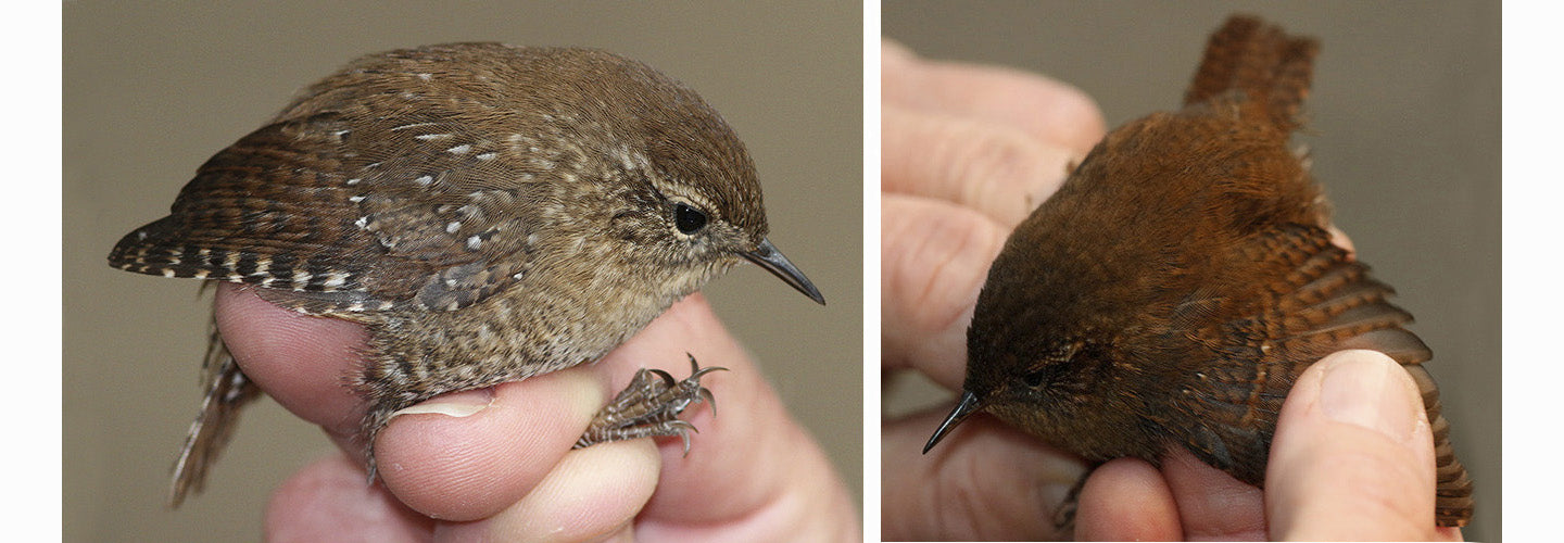 Another New Chico Bird – Ranchlands