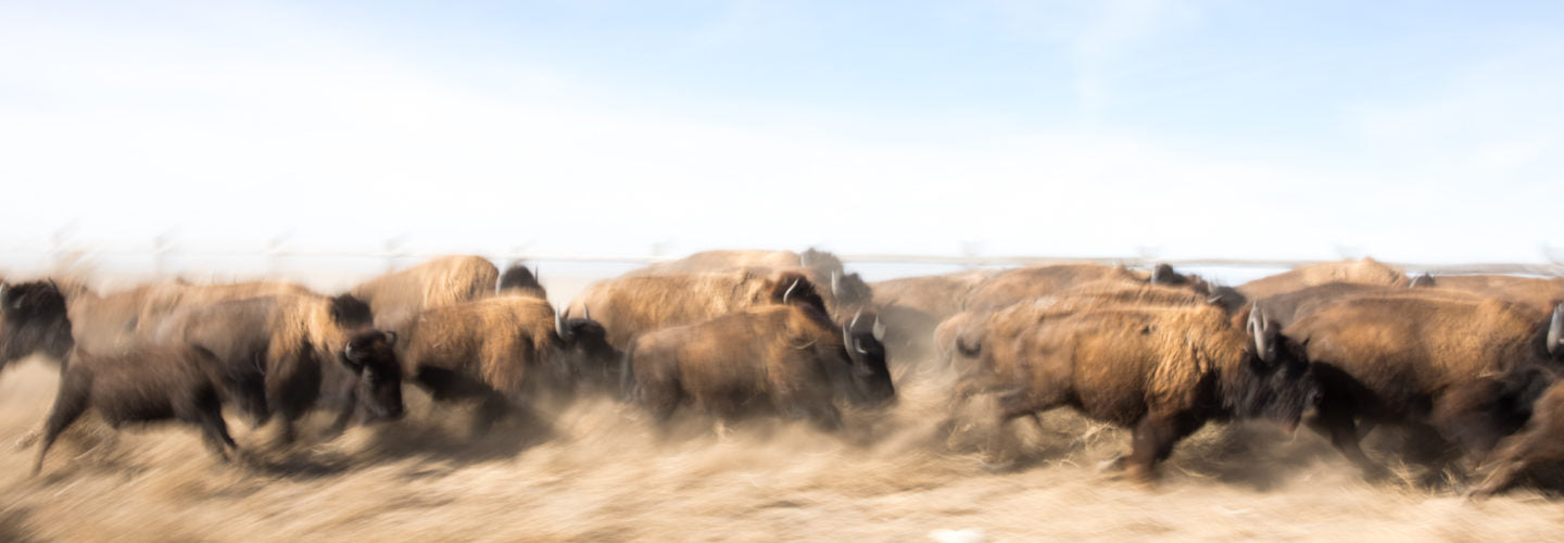 Danger! Bison (Do Not Approach) – Ranchlands