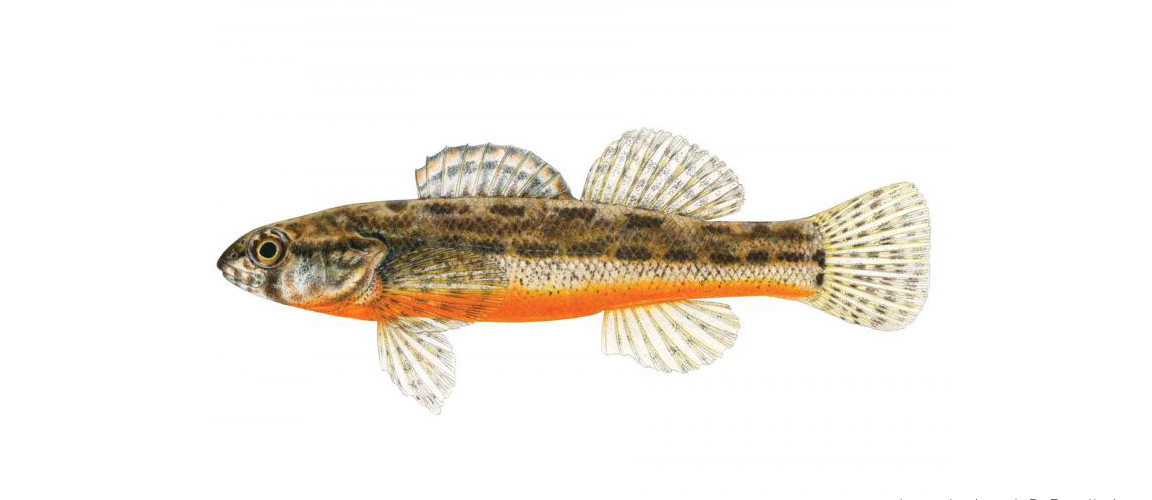 Arkansas Darter No Longer Endangered – Ranchlands