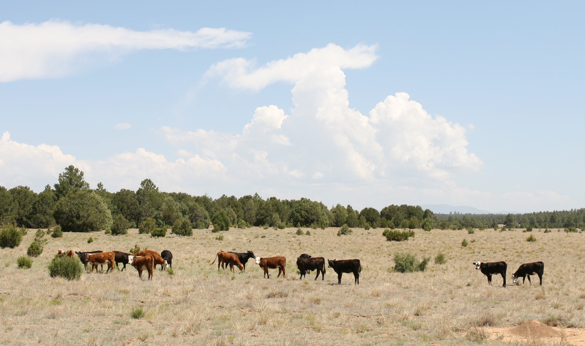 The Grassbank – Ranchlands