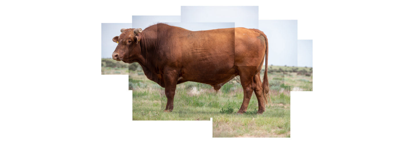 Beefmasters: The Bull – Ranchlands