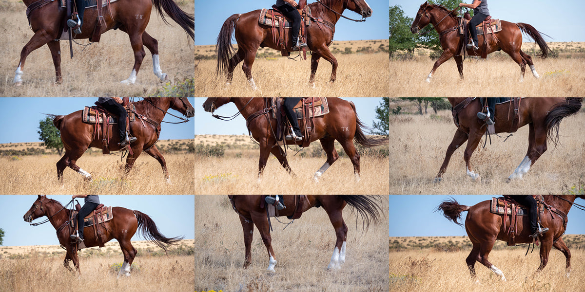 Upwards and Downwards Lope Transitions – Ranchlands