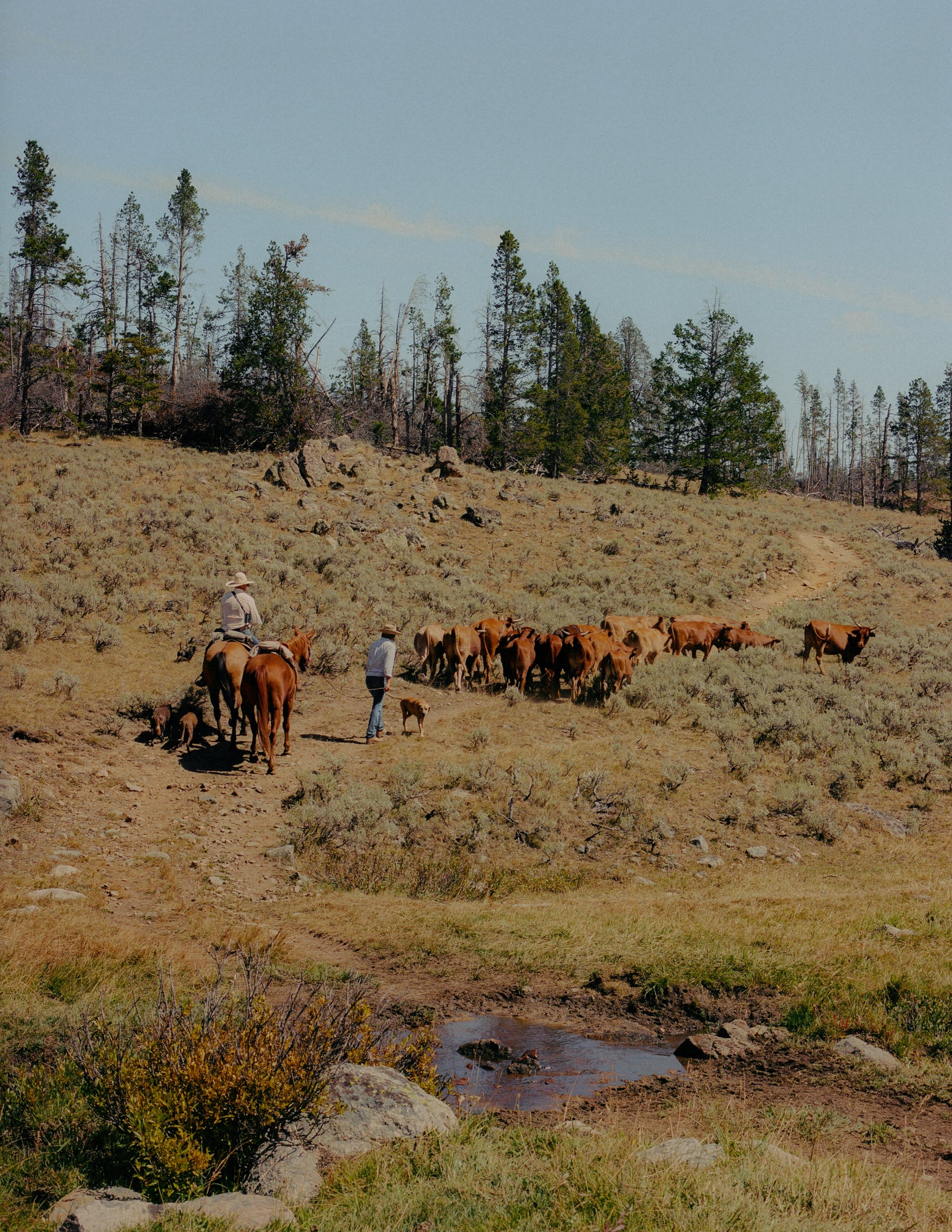 Up the Mountain – Ranchlands
